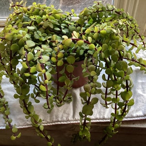 Portulacaria Afra Prostrata “trailing Elephant Bush” - Etsy