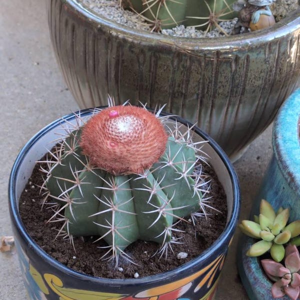 Melocactus Curvispinus Live Rooted Cactus From Seed Grown - Turk's Cap ...