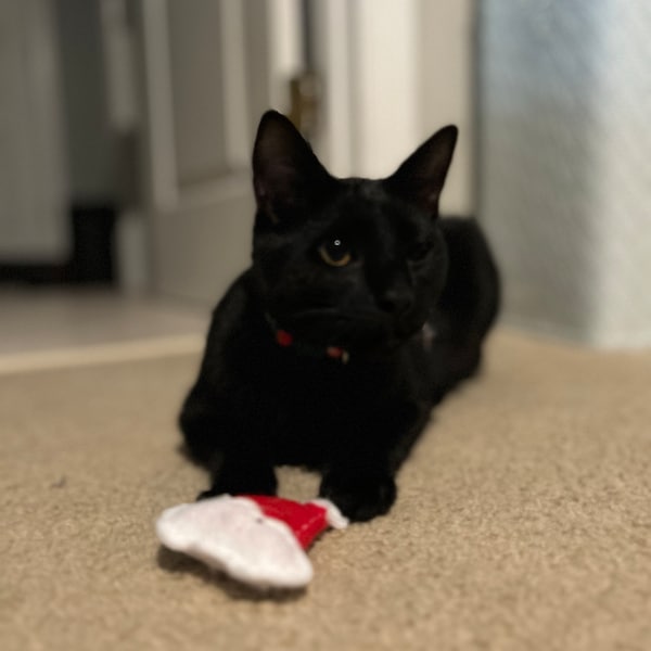 Berry Pie Catnip Filled Cat Toys - Etsy