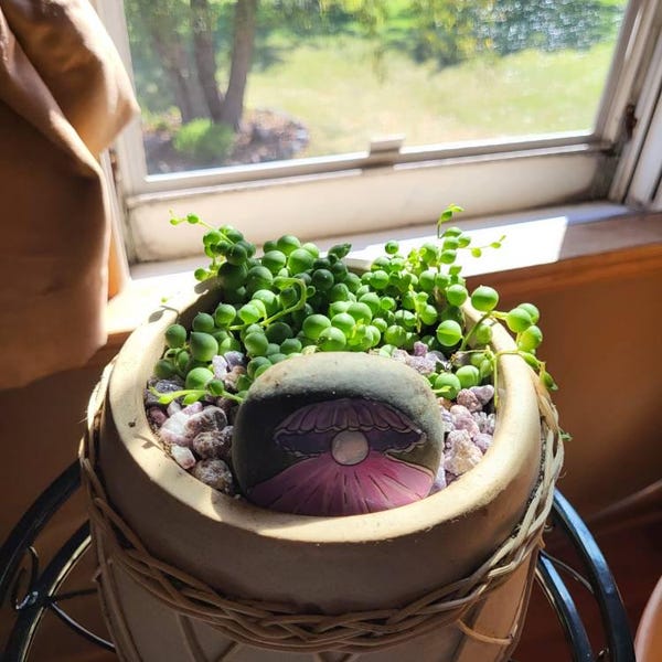 Baby Toes | 2.5 Inch | Fenestraria Rhopalophylla | Mimicry Plants ...