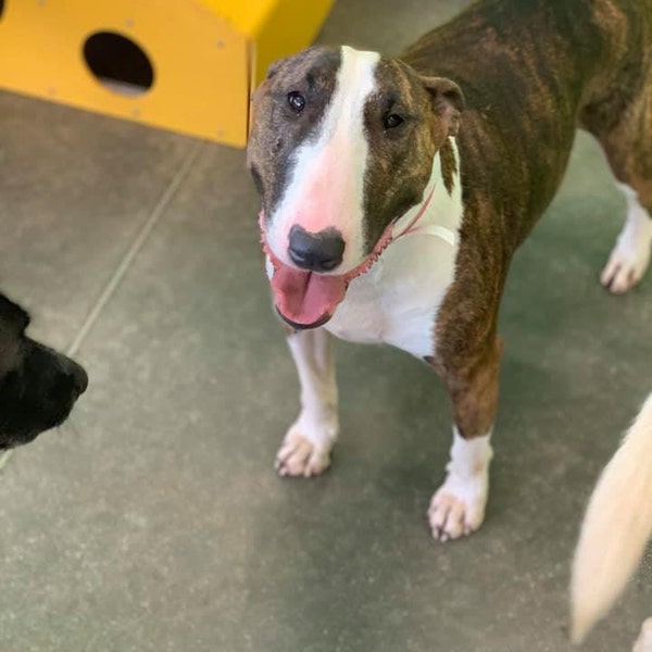 Bull Terrier Note Cards, Bull Terrier Stationery, Bull Terrier Blank ...