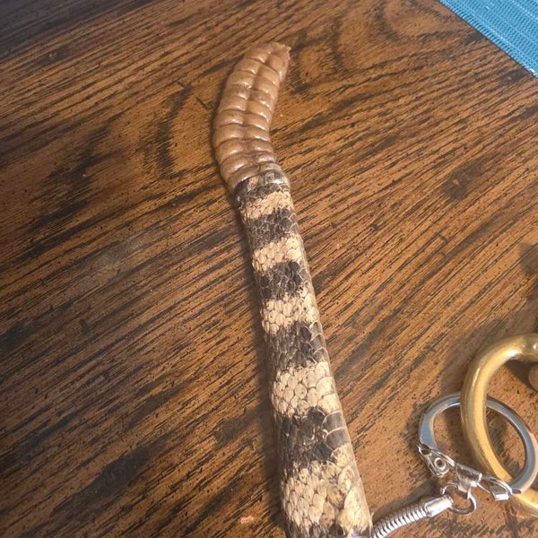 Rattlesnake Tail and Rattle Keychain - Etsy