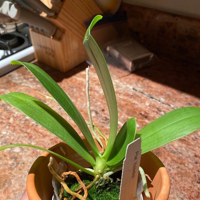 ArdentOrchids - Etsy