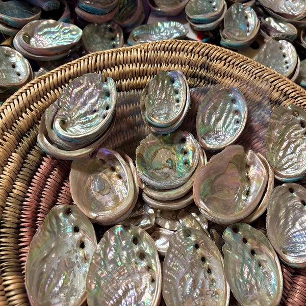 Bulk Abalone Shells (2-3"): Iridescent Coastal Decor, Shell Crafts - Etsy