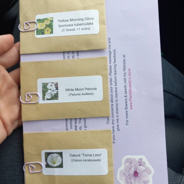 Love Parade Yarrow | Achillea Sibirica Var. Camtschatica | Lovely ...