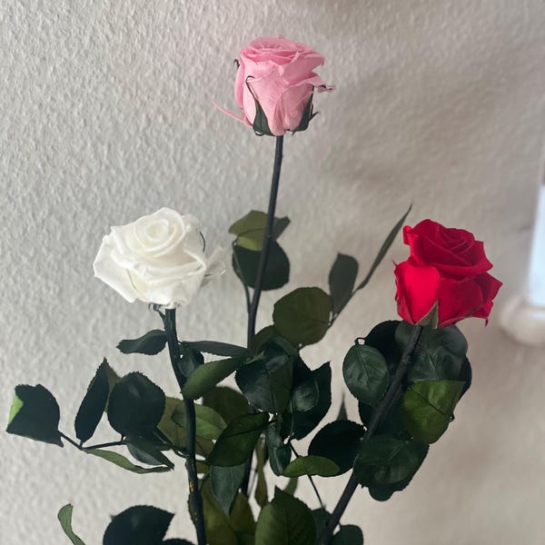 Preserved Real Roses That Last for Years in Round Box With 12 Blooms ...
