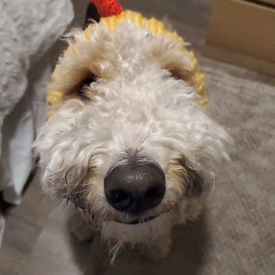 Rooster Chicken Dog Snood Knit Crochet Dog Hat Easter Dog Costume Ear ...