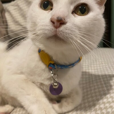 Cat Tag, Leather Tag, Silent ID Tag, Personalized Cat Tag, Small Dog ...