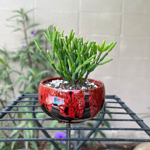 Dancing Bones Cactus | 2 Inch | Rhipsalis Salicornioides | Live ...