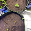 Micro-tom Tomato Seeds Organic - Etsy