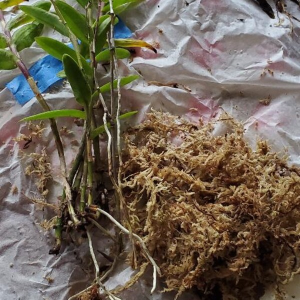 Cycd Taiwan Golden Orange Bloom Stage Currently Dormant ...... 50 ...