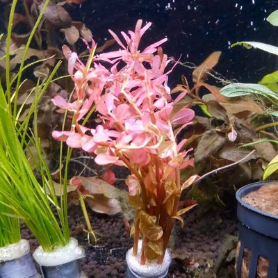 Live Aquatic Stem Plants Rotala Rotundifolia Orange Juice, Live ...