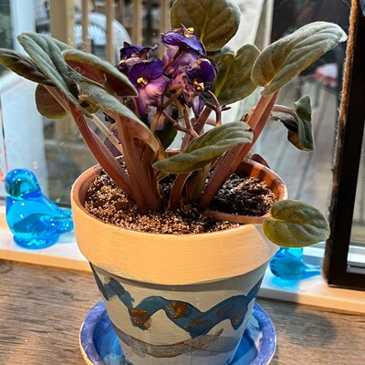 6 ZZ Plant, Zamioculcas Zamiifolia, Zee Zee Plant, Aroid Palm ...