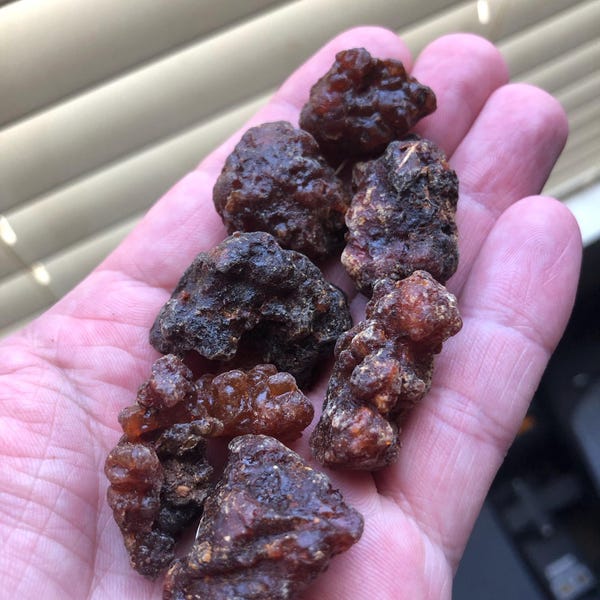 Onycha-operculum Hard - Operculum Shells, Sea Shells, Devils Nails ...