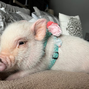 Cotton Mini Pig Harness You Choose Fabric - Etsy