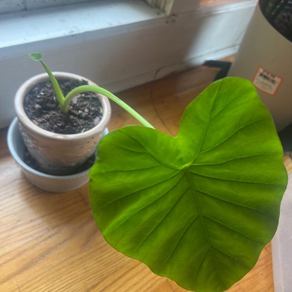 Caladium Bulb 'raspberry Moon' size 22bulbs Size 11 Bulb Larger 2024 ...