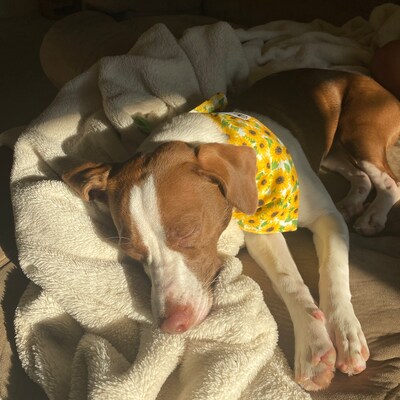 Talley's Blueberry Bonanza Dog Treats Whole Wheat Organic Bags or Large ...