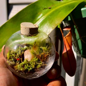 2 Pack Pixie Cup Live Lichen Moss for Terrariums Fairy Gardens | Etsy