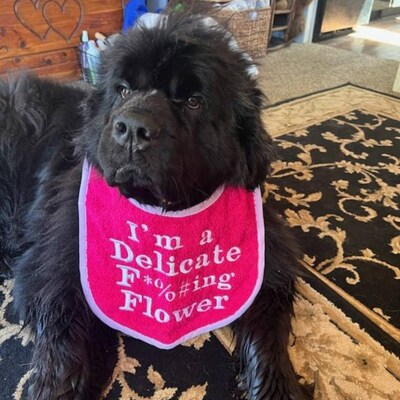 Puppy Bib puppy Drool Dog Bib Slobber Dog Bib small Dog - Etsy UK