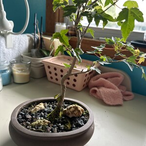 Purple Trumpet Bonsai Tree inner Feeling Collection From Cute Little ...
