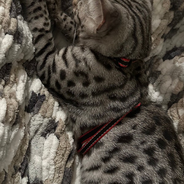 Reflective Escape Proof Cat Harness - Etsy