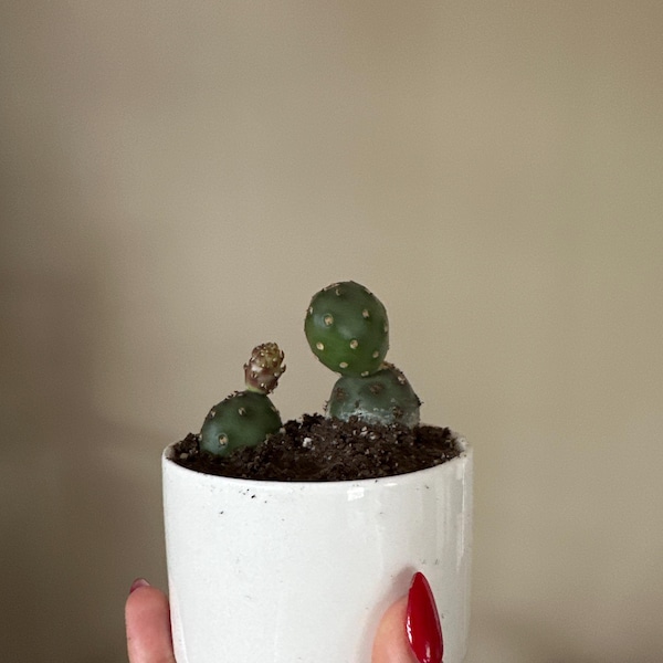 OP030: Opuntia Fragilis (debreczyi) V. Denuda (potato Cactus) COLD ...