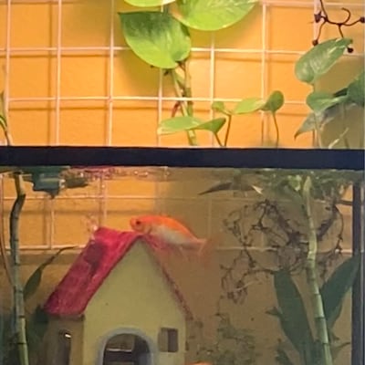 Small Fish Hide Betta Fish Cave Small Aquarium Decor Fish - Etsy