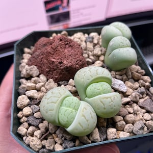 Plant 1 Dinteranthus.vanzylii L.lesliei Dinterops stonesthrow - Etsy