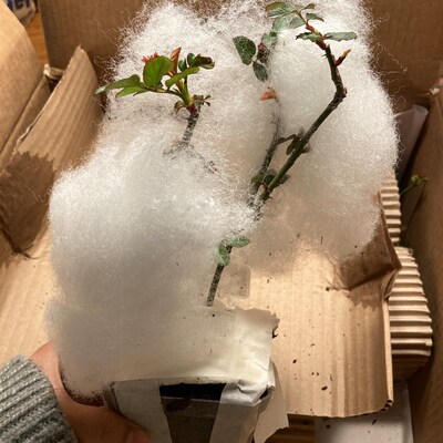 Rose Plant washitsu 和室 ジャパネスクモナムール - Etsy