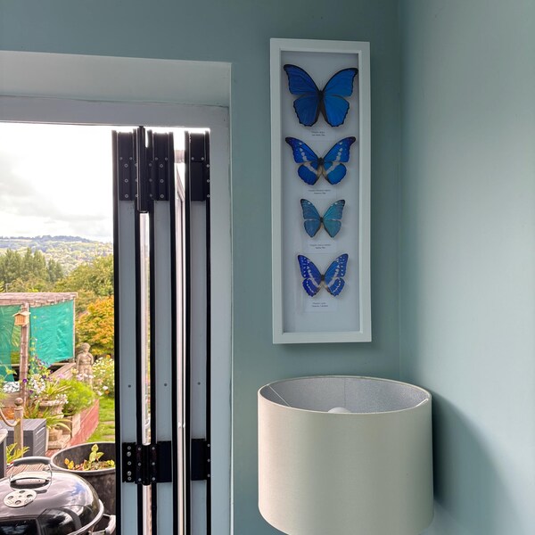 Ornithoptera Goliath Procus, Goliath Birdwing, Green Birdwing ...