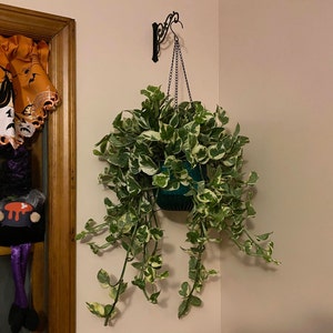 Elegant Trailing Vine-hedera Helix Scutifolia sweet Heart Ivy live ...