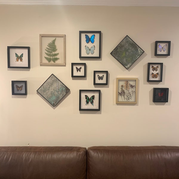 Butterfly Wall Art Framed Insect Display 6x6 - Etsy