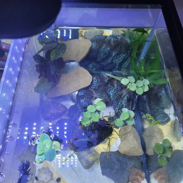 Floating Plant Package #1, Frogbit + Dwarf Water Lettuce + Water ...