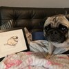 Zoomies Pug Art Print Cute Pug Art, Zoomie Pug Print, Funny Pug Decor ...