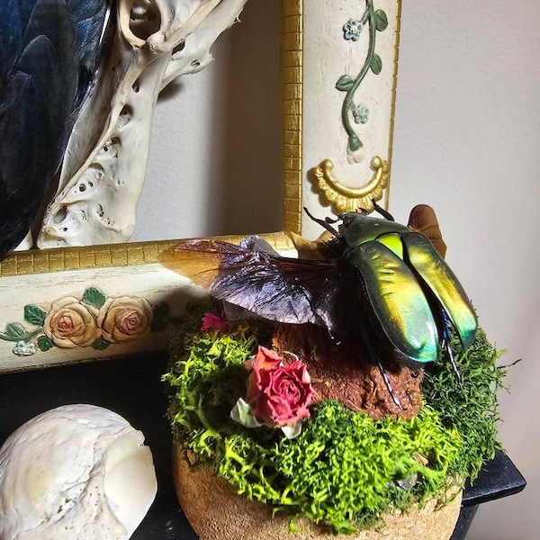 The GIANT Centipede scolopendra Subspinipes Framed & Mounted Arachnid ...