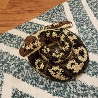 Ball Python Amigurumi Crochet Pattern, Betty the Realistic Plush Snake ...