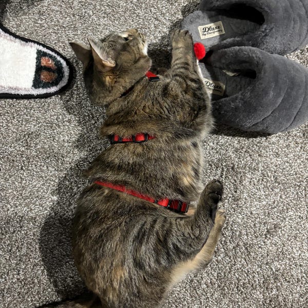ESCAPE Proof CAT HARNESS, Adjustable Safety Adventure Cat Harness ...