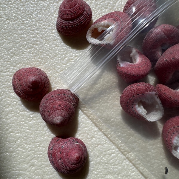 Strawberry Top Seashells (10) - Seashell Supply - Craft Seashells - Red ...