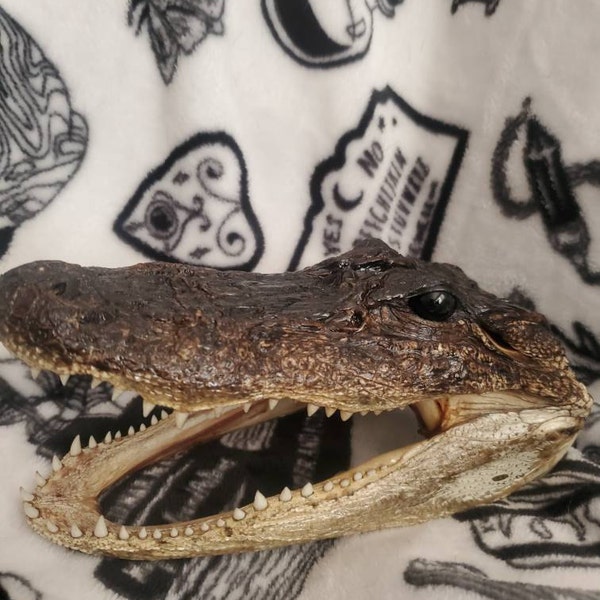 Five Alligator Heads From Genuine Louisiana Gator Taxidermy - Etsy