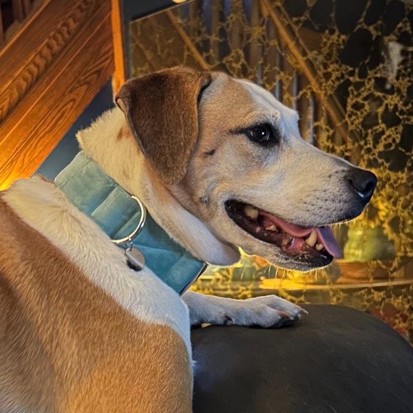 Fall Dog Chest Harness, Orange and Olive Floral Pet Harness, Girl Puppy ...