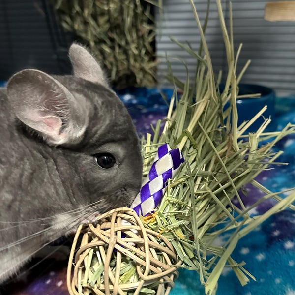 Au Naturel Chinchilla / Rat / Degu / Rabbit / Guinea Pig / Hamster ...