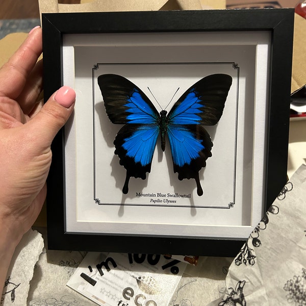 Spotted Sawtooth Butterfly Necklace, Real Butterfly Wing Necklace ...