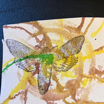 Death's-head Hawkmoth Rubber Stamp - Etsy