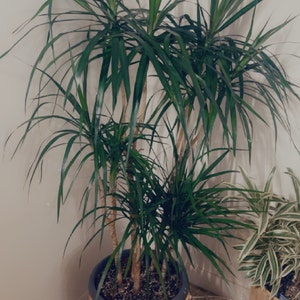 6 Inch Pot String of Burrow Tails easy Care Succulent - Etsy