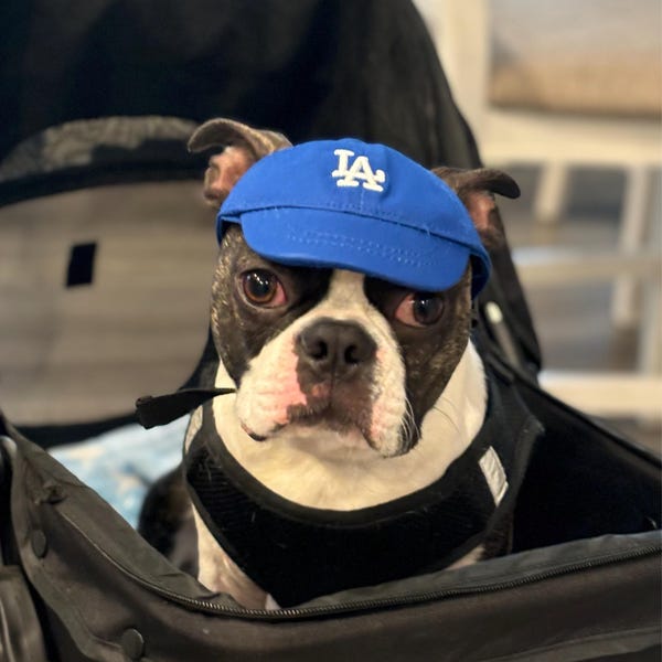Dodgers Baseball Hat for Dogs. LA Dog Hat. Baby Blue Hat. Los Angeles ...