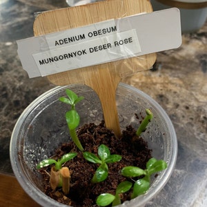 Ochroma Pyramidale Balsa Tree 25 Seeds - Etsy