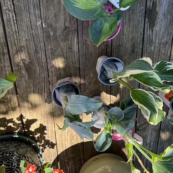 Ilex Opaca 'miss Helen' - Female American Holly - Live Plant - 12" Tall ...