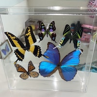Butterfly Displays, Mounted Butterflies, Framed Butterflies , Butterfly ...