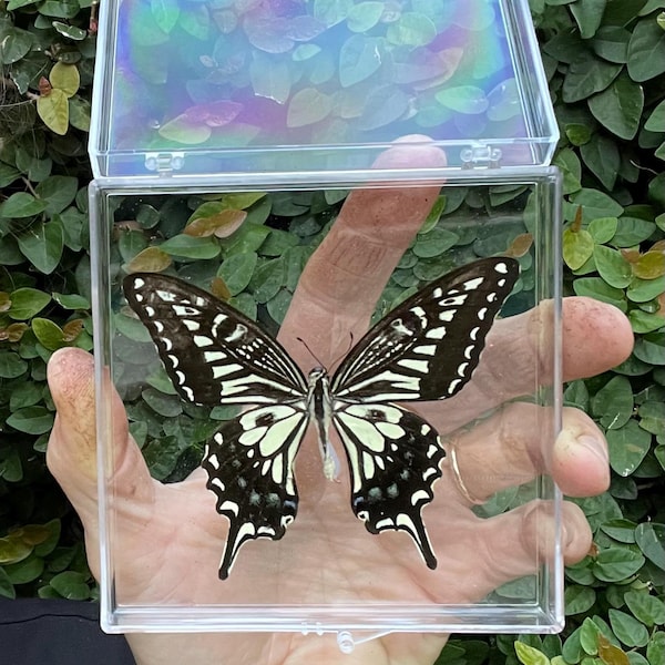 Nature Butterfly 3D Floating Frame With Support Base, Original ...
