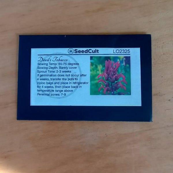 Astrantia Major Rose Symphony Seeds, Masterwort, Hattie’s Pincushion ...